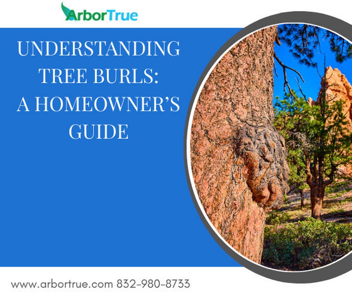 Understanding Tree Burls: A Homeowner's Guide
