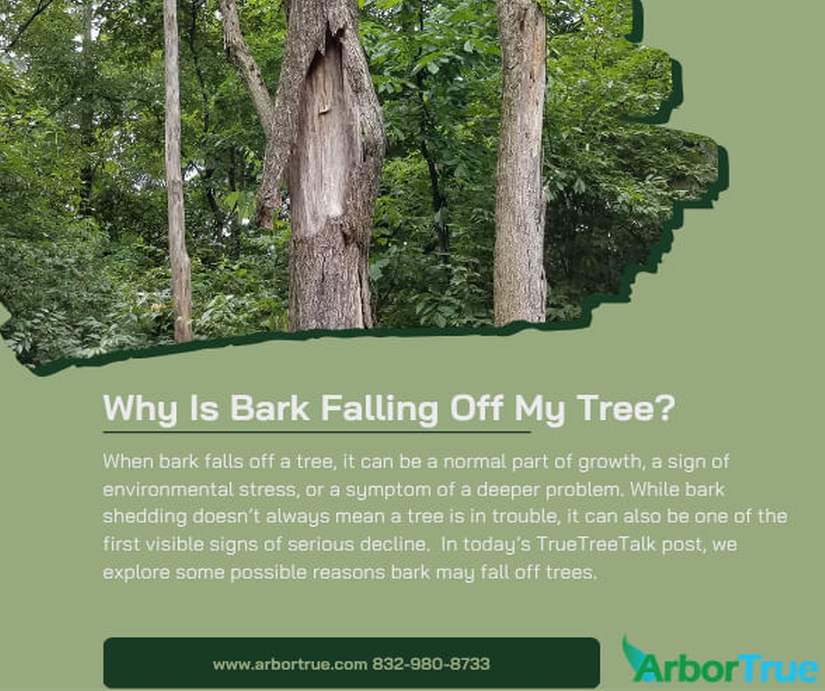 Why Is Bark Falling Off My Tree?