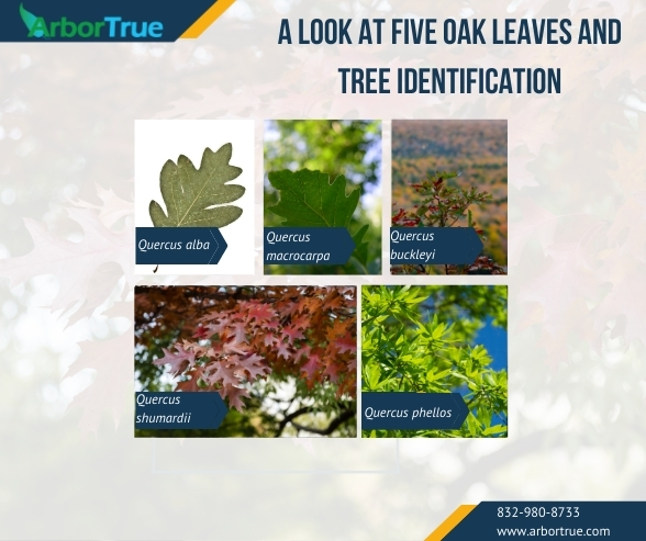 A Look at Five Oak Leaves and Tree Identification